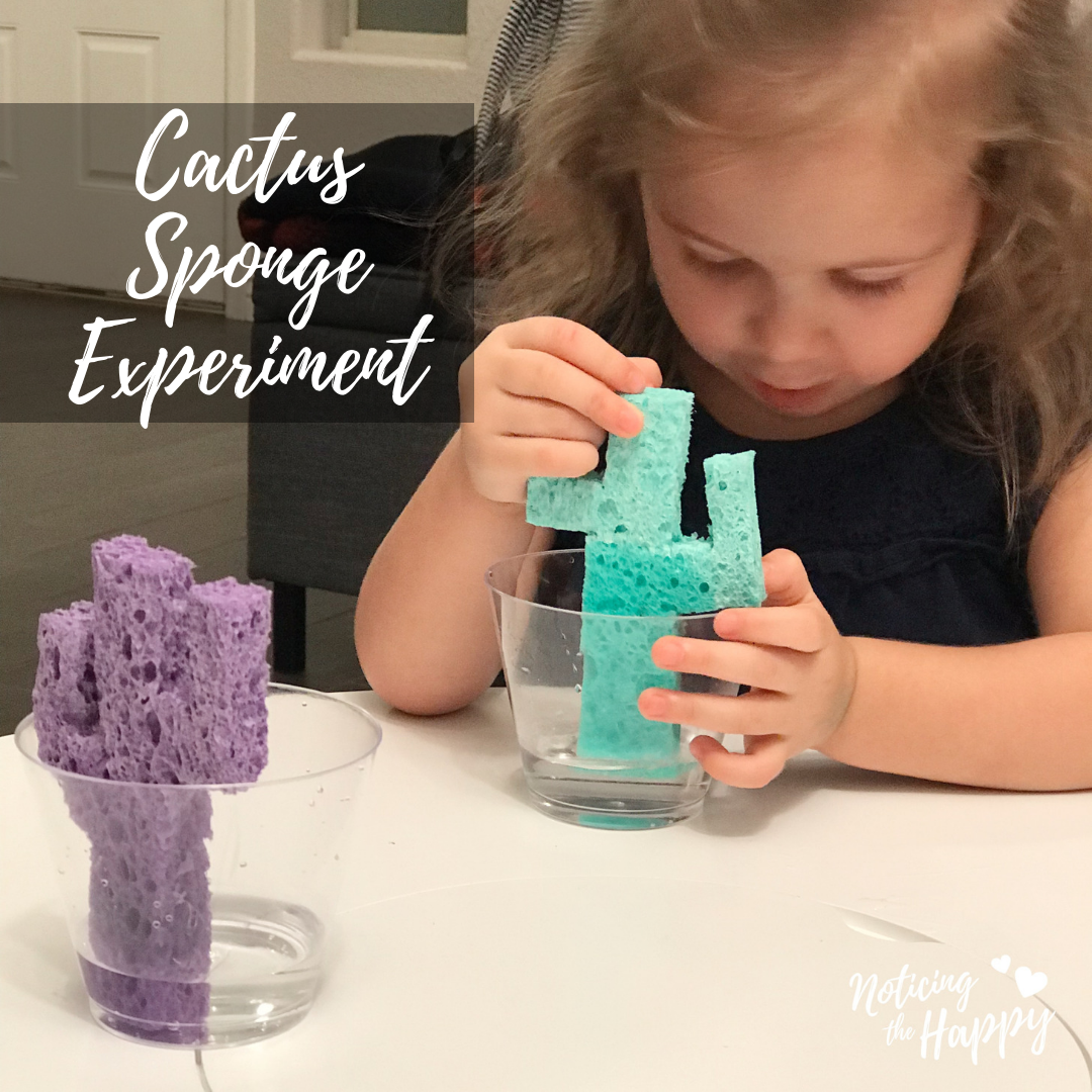 Cactus Sponge Experiment – Noticing the Happy
